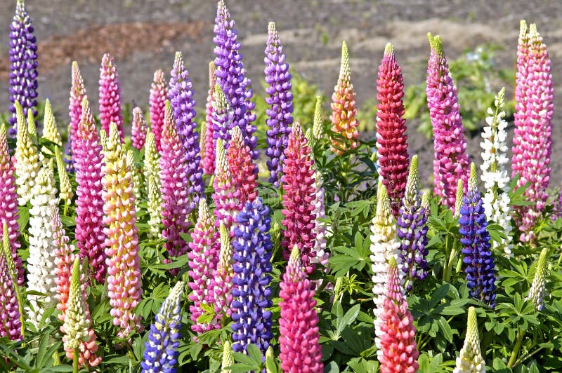 Foxglove Digitalis stock image. Image of beauty, colourfull - 87503499