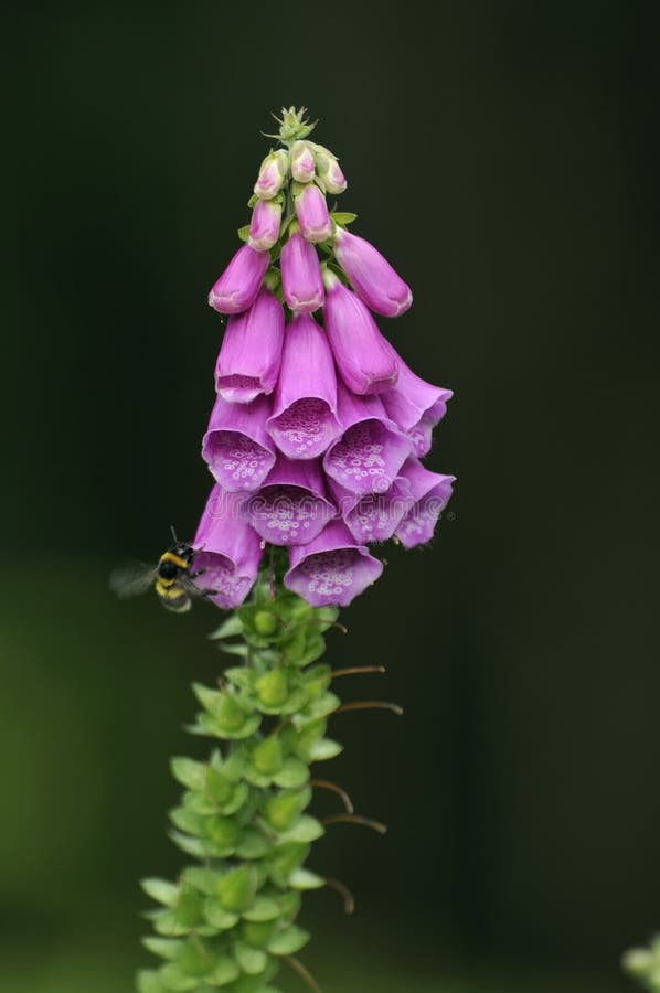 Foxglove stock photo. Image of scrophulariaceae, wildflower - 157862050