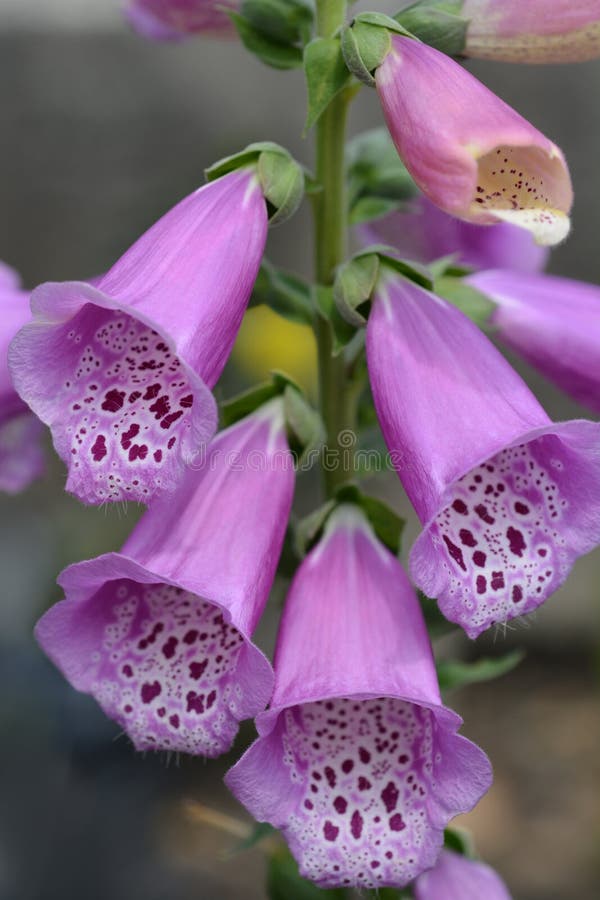 Foxglove Excelsior Hybrids stock image. Image of botany - 202988033
