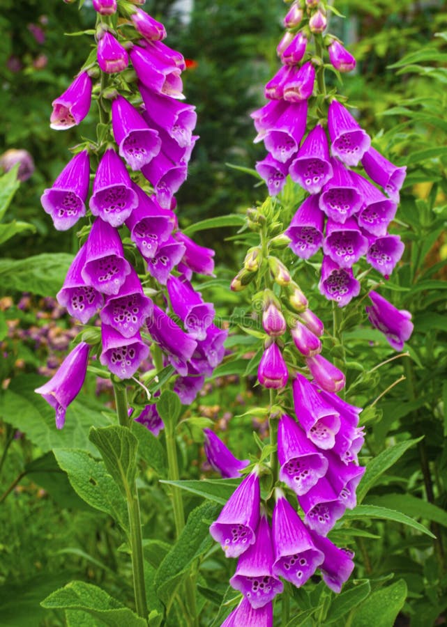 Foxglove Flower in the Garden Stock Image - Image of pink, decoration ...