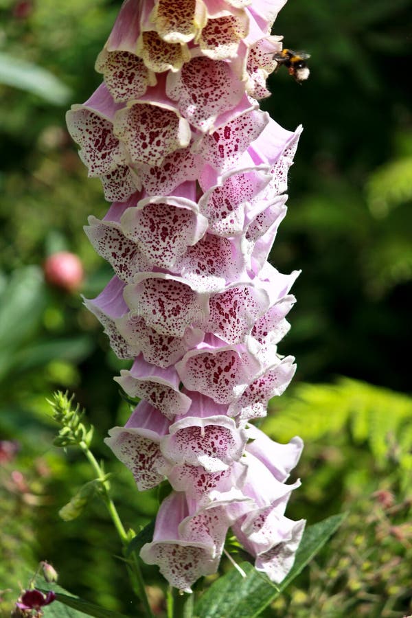 Foxglove stock photo. Image of purpurea, closeup, detail - 92921330