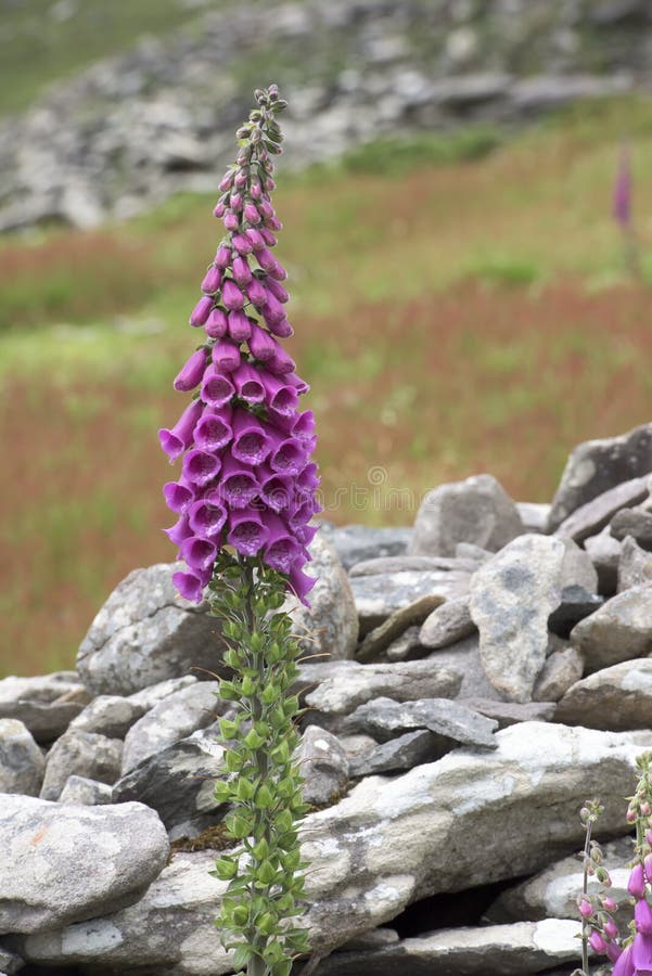 Foxglow Stock Photos - Free & Royalty-Free Stock Photos from Dreamstime