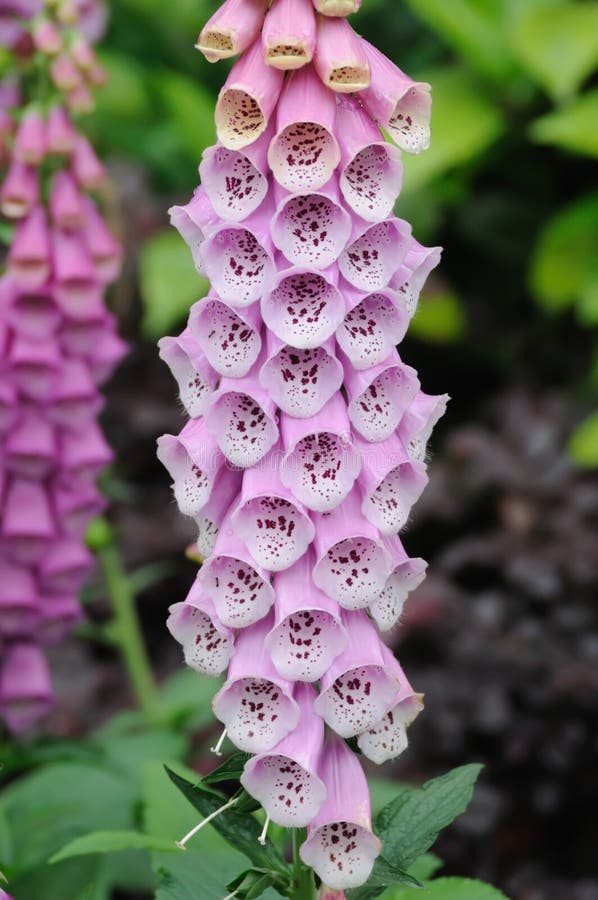 Foxglove flowers stock photo. Image of field, closeup - 19912864