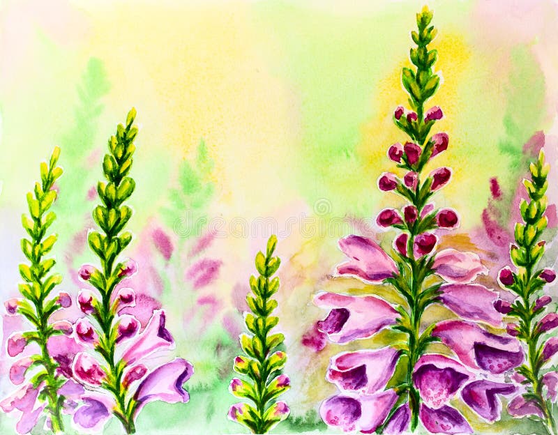 Foxglove Flowers, Watercolor Stock Illustration - Illustration of ...