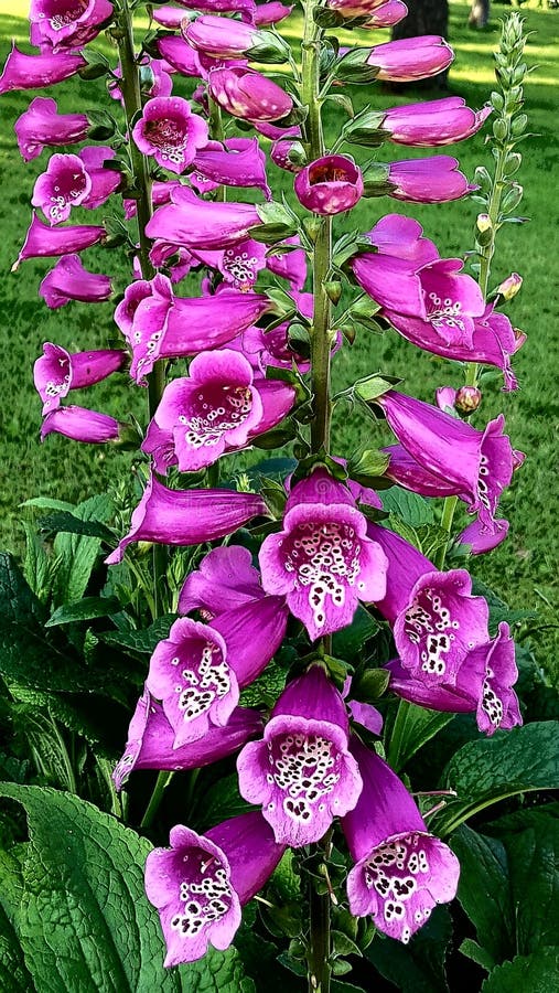 Foxglove stock image. Image of green, foxglove, summer - 96799711