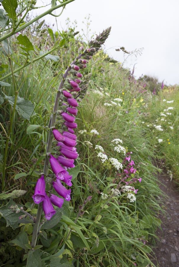 Foxglove Growing Wild by Fence Stock Photo - Image of foxglove, growing ...