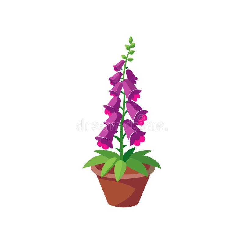 Foxglove in Pot Vector Illustration Stock Illustration - Illustration ...