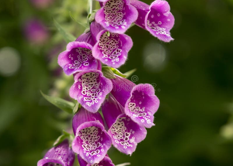 Foxglove flowers stock photo. Image of field, closeup - 19912864
