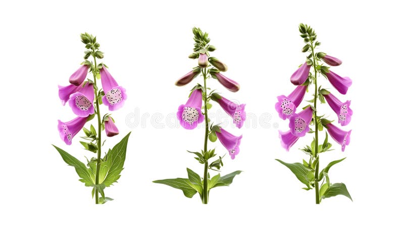 Foxglove Set in Three Different Poses on Transparent Background for ...