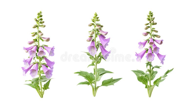 Foxglove Set in Three Different Poses on Transparent Background for ...