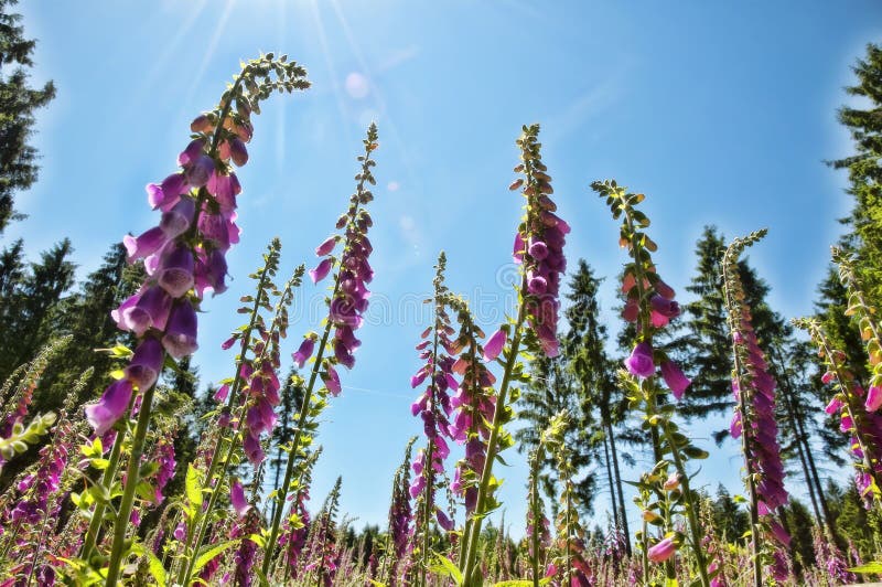 Foxglove in the Summer stock image. Image of blossom - 104420531