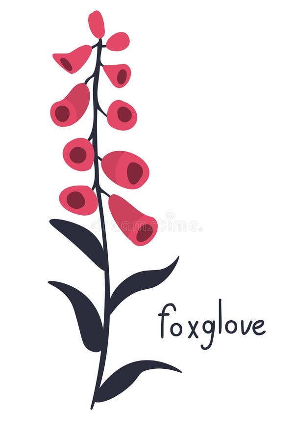 Foxglove Stock Illustrations – 586 Foxglove Stock Illustrations ...