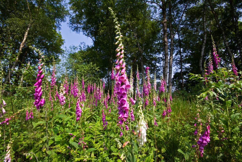 A Field of Foxgloves on the Brecon Beacons Stock Image - Image of ...