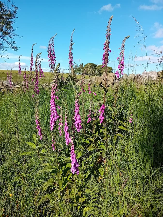 Foxgloves on a Roadside Verge Stock Photo - Image of verge, british ...