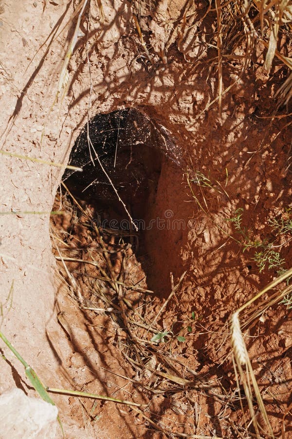 Foxhole in the Ground Close Stock Image - Image of predator, ground ...