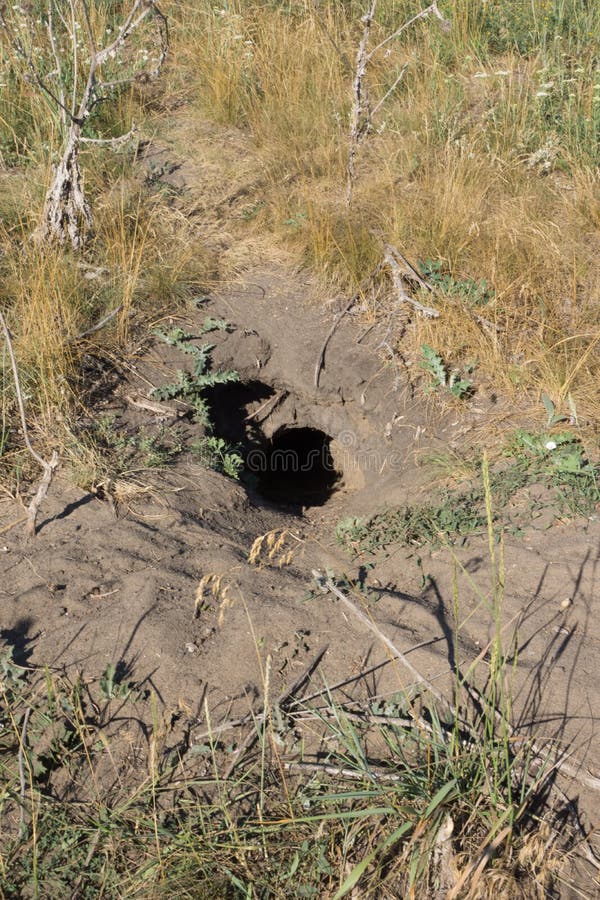 Fox and foxhole stock photo. Image of foxhole, danger - 147714370