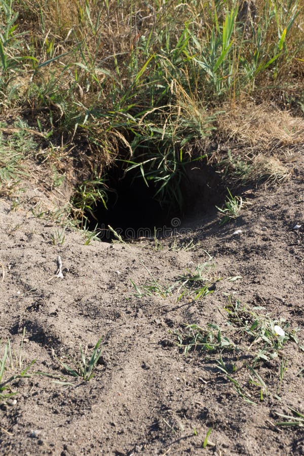 Foxhole stock image. Image of wildlife, foxy, russian - 82901011