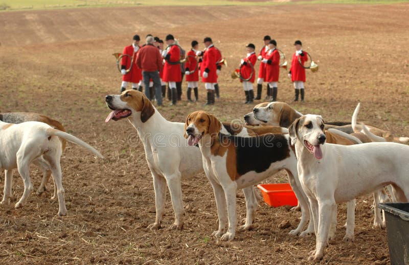 Master with hounds editorial image. Image of equestrian - 4315465