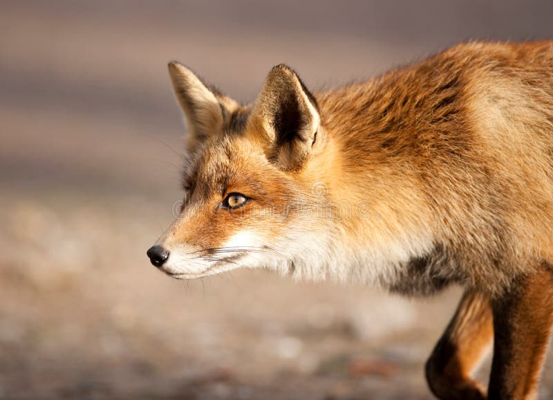 Foxie stock afbeelding. Image of schoonheid, tafereel - 23228733