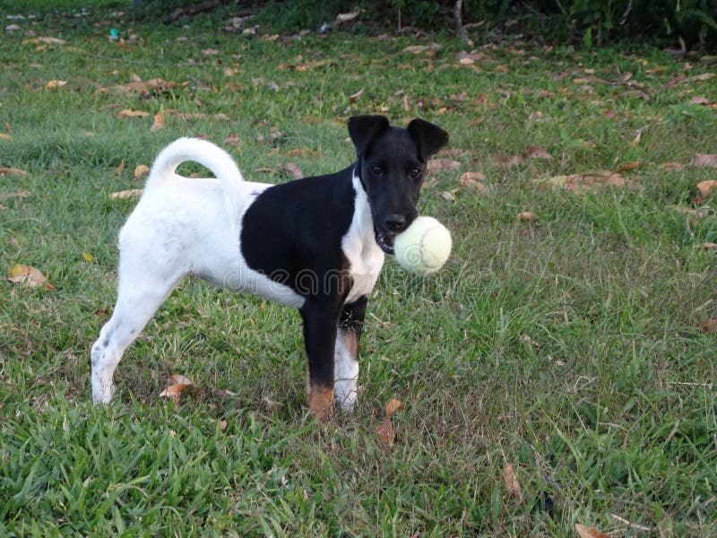 Foxie stock photo. Image of throw, ball, outdoor, foxie - 79080404