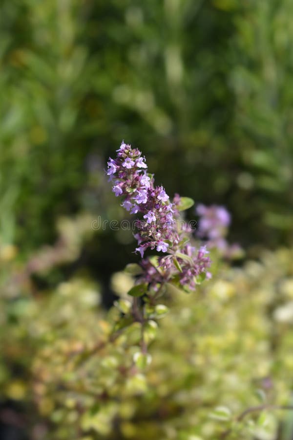 Foxley thyme foto de archivo. Imagen de planta, verde - 192073312