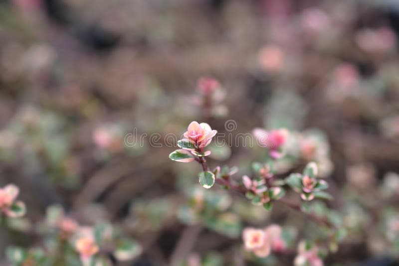 Foxley Thyme stock photo. Image of whild, leaf, thyme - 174470590