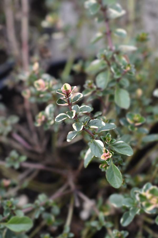 Foxley Thyme stock photo. Image of thymus, variegated - 175294944