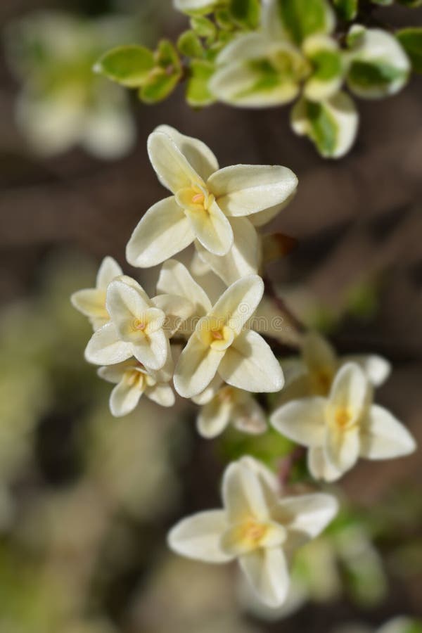 Foxley Thyme stock image. Image of nature, close, pulegioides - 179654381