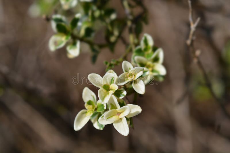 Foxley Thyme stock image. Image of thymus, close, plant - 180685529