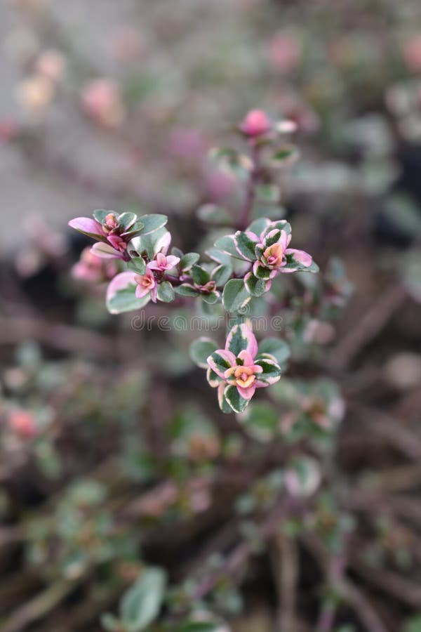 Foxley Thyme stock photo. Image of variegated, green - 183717118