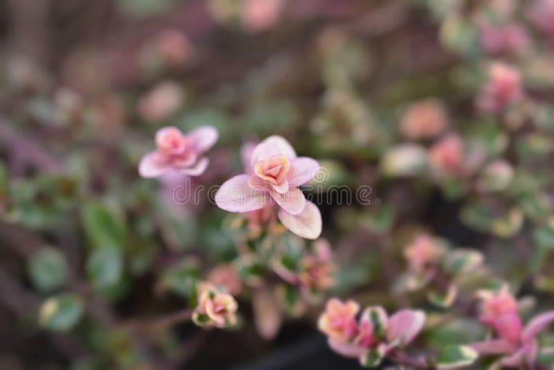 Foxley Thyme stock photo. Image of pulegioides, garden - 188144270