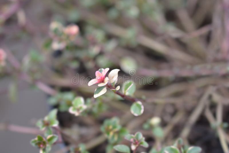 Foxley Thyme stock image. Image of outdoors, whild, nature - 188847881