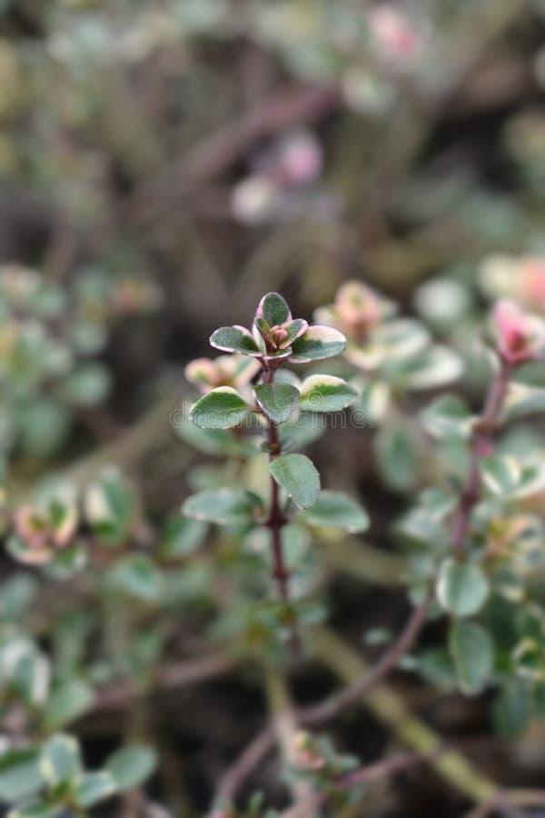 Foxley Thyme stock image. Image of botany, close, outdoors - 212667741