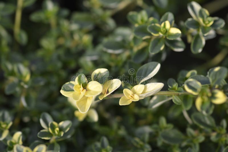 Foxley Thyme stock image. Image of pulegioides, green - 231552585