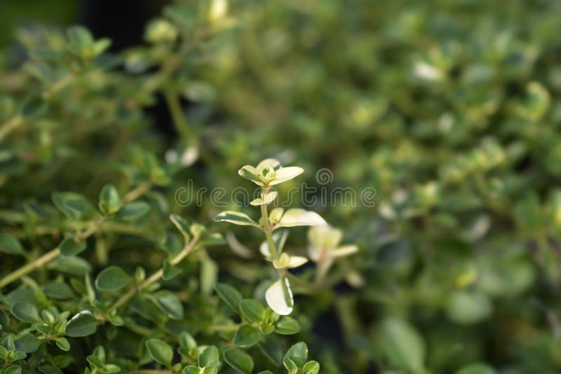 Foxley Thyme stock image. Image of close, larger, white - 233379477
