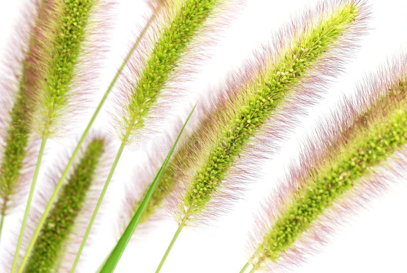 Foxtail stock photo. Image of foxtail, leaves, green, flower - 6191104
