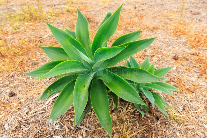 Foxtail Agave Attenuate Xeriscaping Stock Photos - Free & Royalty-Free ...