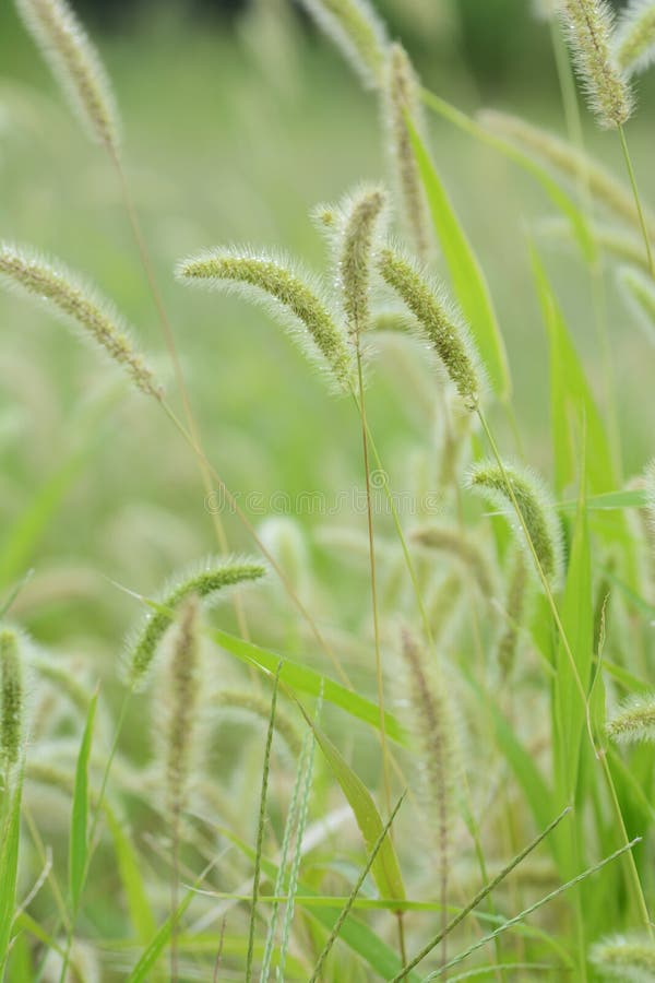 Background / Foxtail stock photo. Image of landscape - 126815680