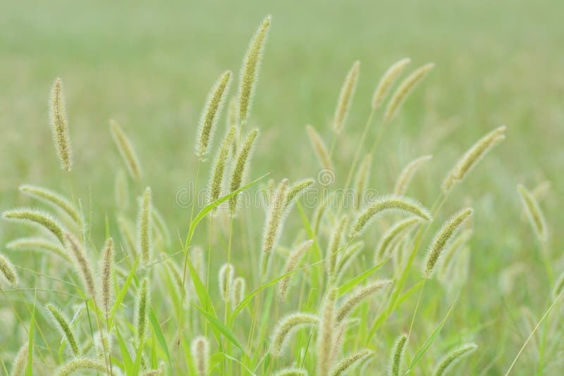 Background / Foxtail stock image. Image of natural, light - 126815689