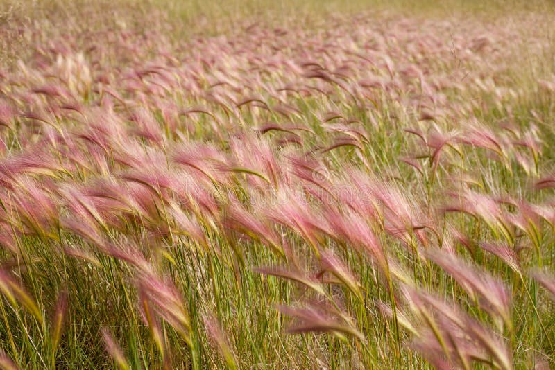 Foxtail Barley stock image. Image of blades, stalk, grass - 16197753