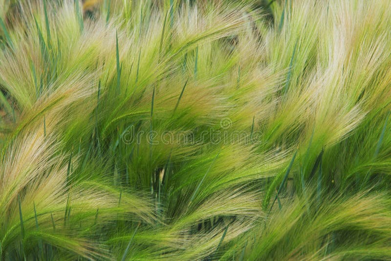 Foxtail Barley Grass stock photo. Image of vegetation - 1100928