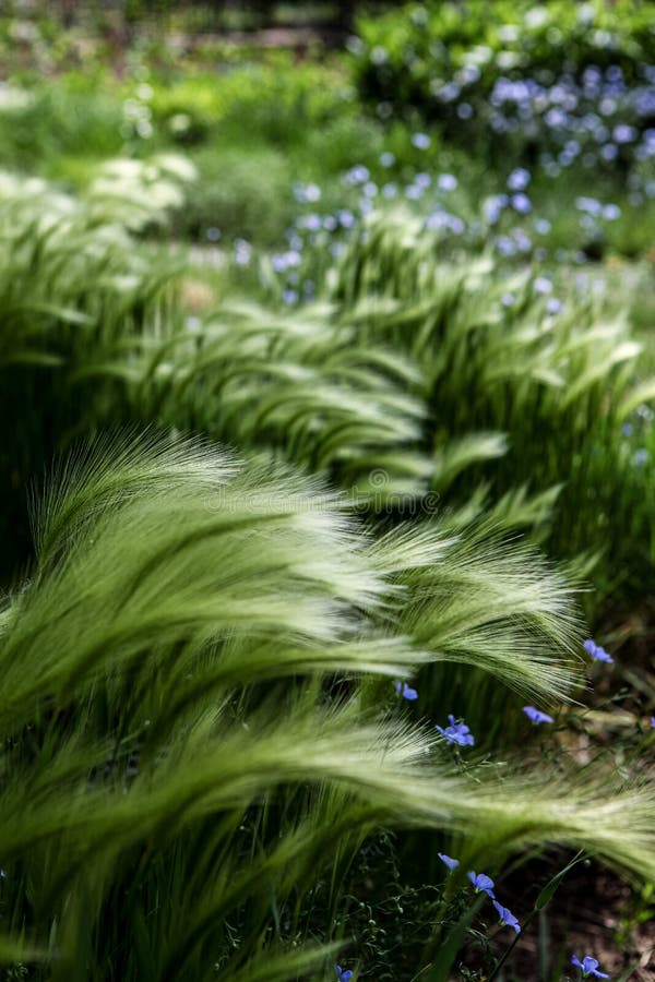 Foxtail Barley Hordeum Jubatum in the Field Stock Image - Image of ...
