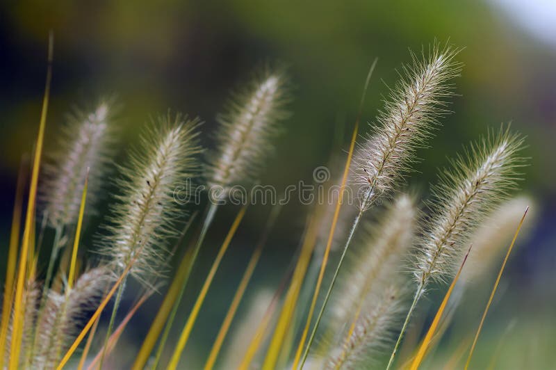 Foxtail Grass in Fall Season Stock Image - Image of season, fall: 36793245