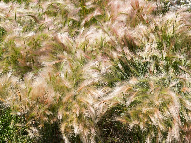 Foxtail grass in flower stock image. Image of travel - 255442903