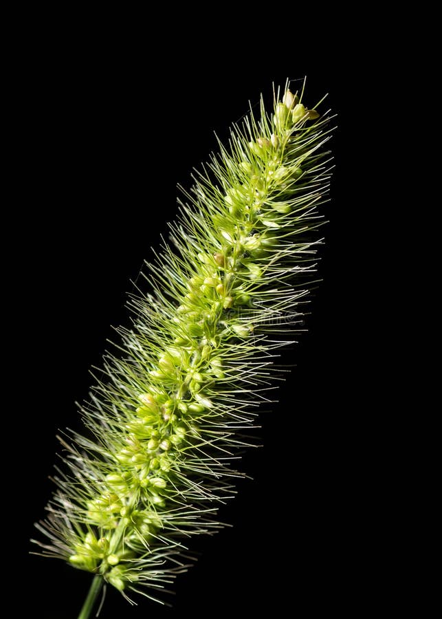 Foxtail Grass Close Up Photo Isolated in Black. Stock Image - Image of ...
