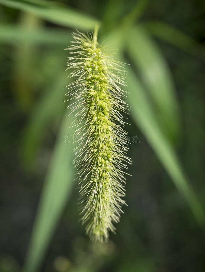 Foxtail Grass Seeds stock photo. Image of weed, nature - 94860354