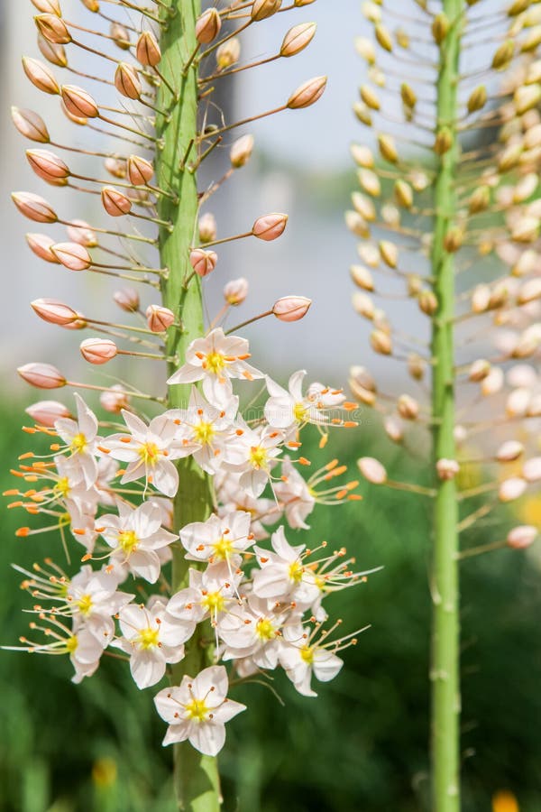 Foxtail flowers stock photo. Image of background, green - 15656190