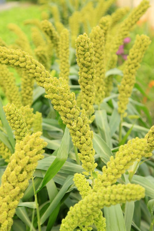Foxtail Millet Stock Photos - Download 294 Royalty Free Photos