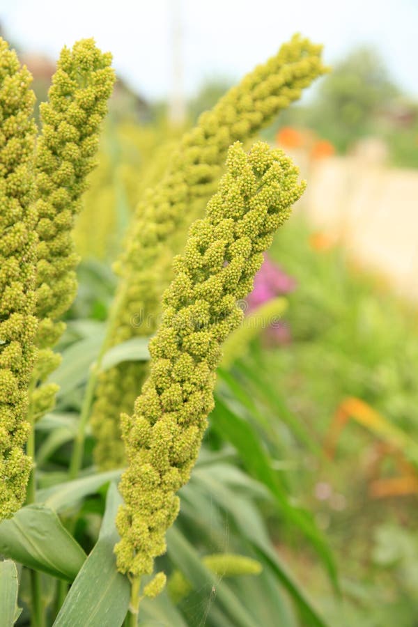 Foxtail Millet Stock Photos - Download 294 Royalty Free Photos