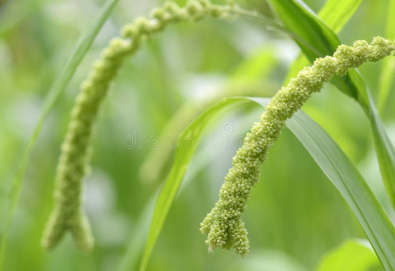 119 Foxtail Millet Leaf Stock Photos - Free & Royalty-Free Stock Photos ...